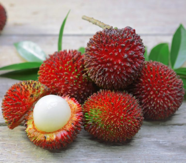 6 Langkah Merawat Bibit Rambutan Rapiah agar Berbuah Lebat – Catatan ...